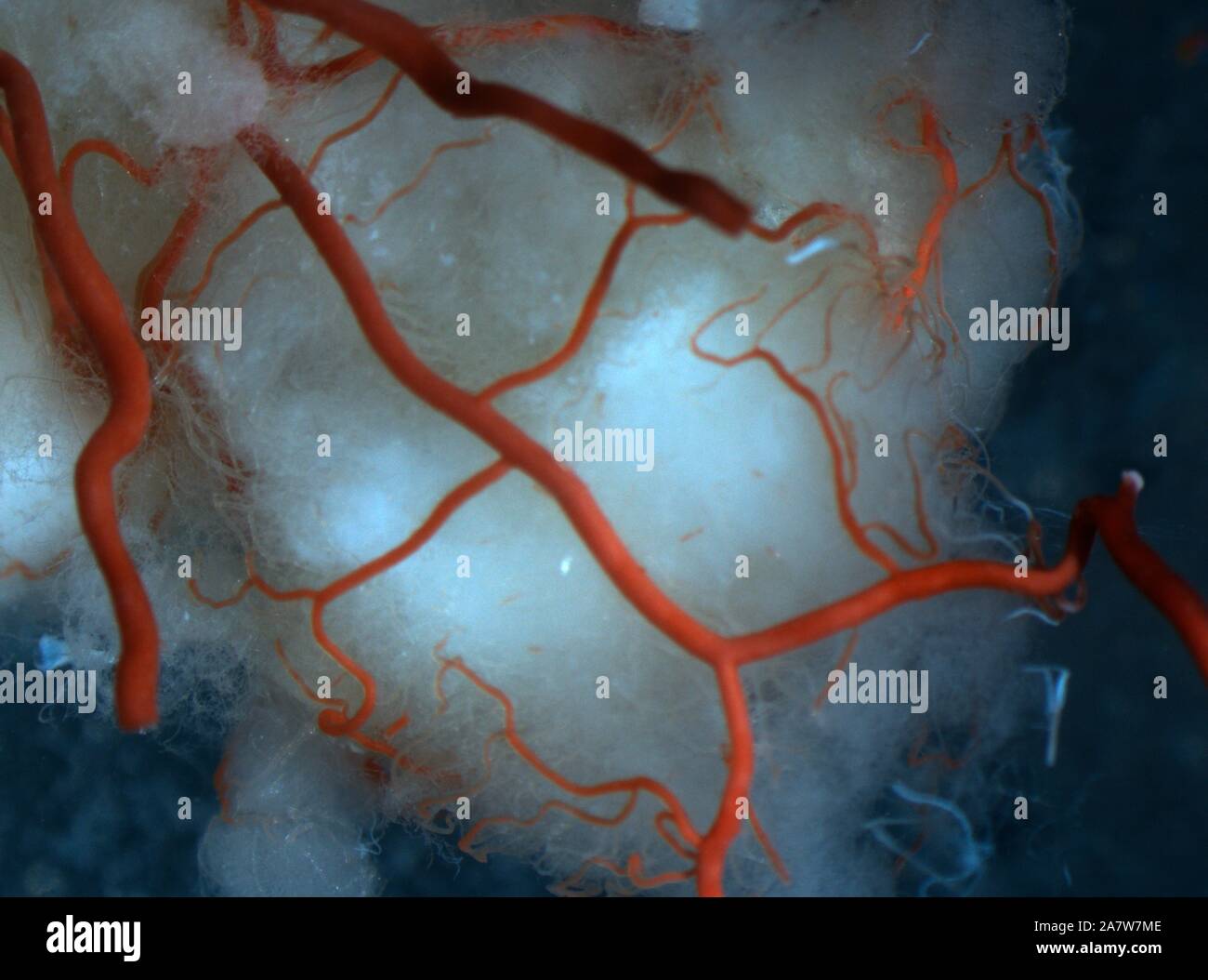 Rat Brain Anatomy Stock Photos & Rat Brain Anatomy Stock Images - Alamy
