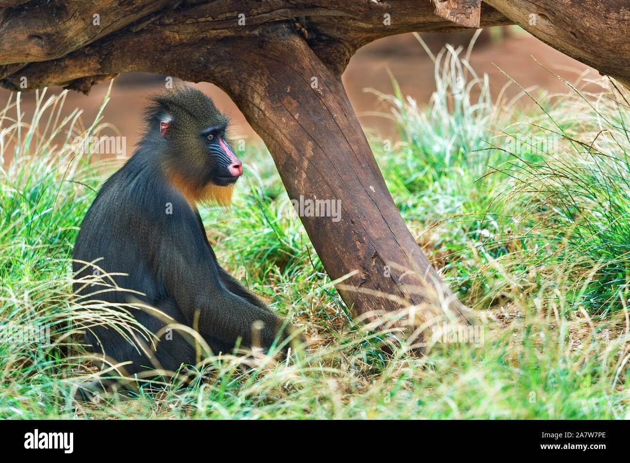 Mandrill teeth hi-res stock photography and images - Alamy