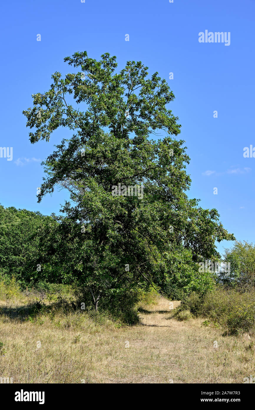 Tree in the wilderness hi-res stock photography and images - Alamy