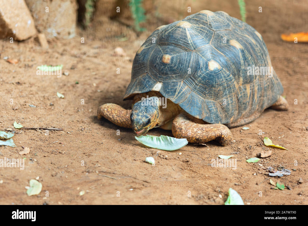 portrait of a beautiful, giant tortoise Stock Photo - Alamy