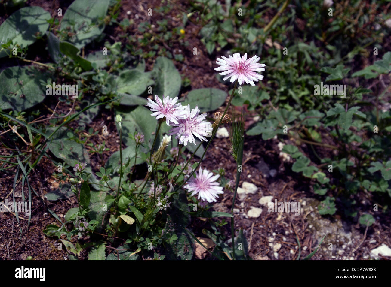 tourist island greece ionian korfu Stock Photo - Alamy