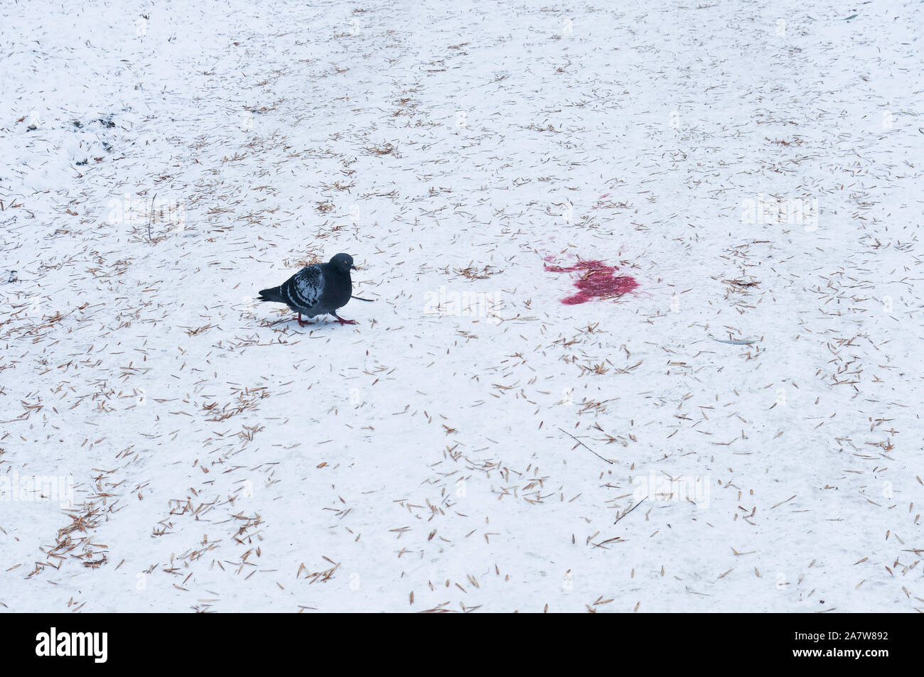 turtledove in snow, city bird in winter, dove on fresh snow and dry ...