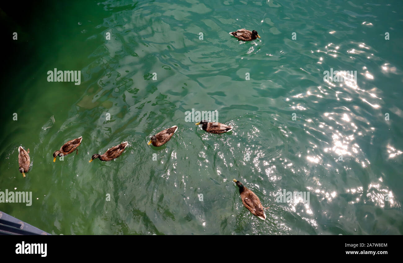 group of Mallard ducks in pond on sunny day with reflection of sun rays ...
