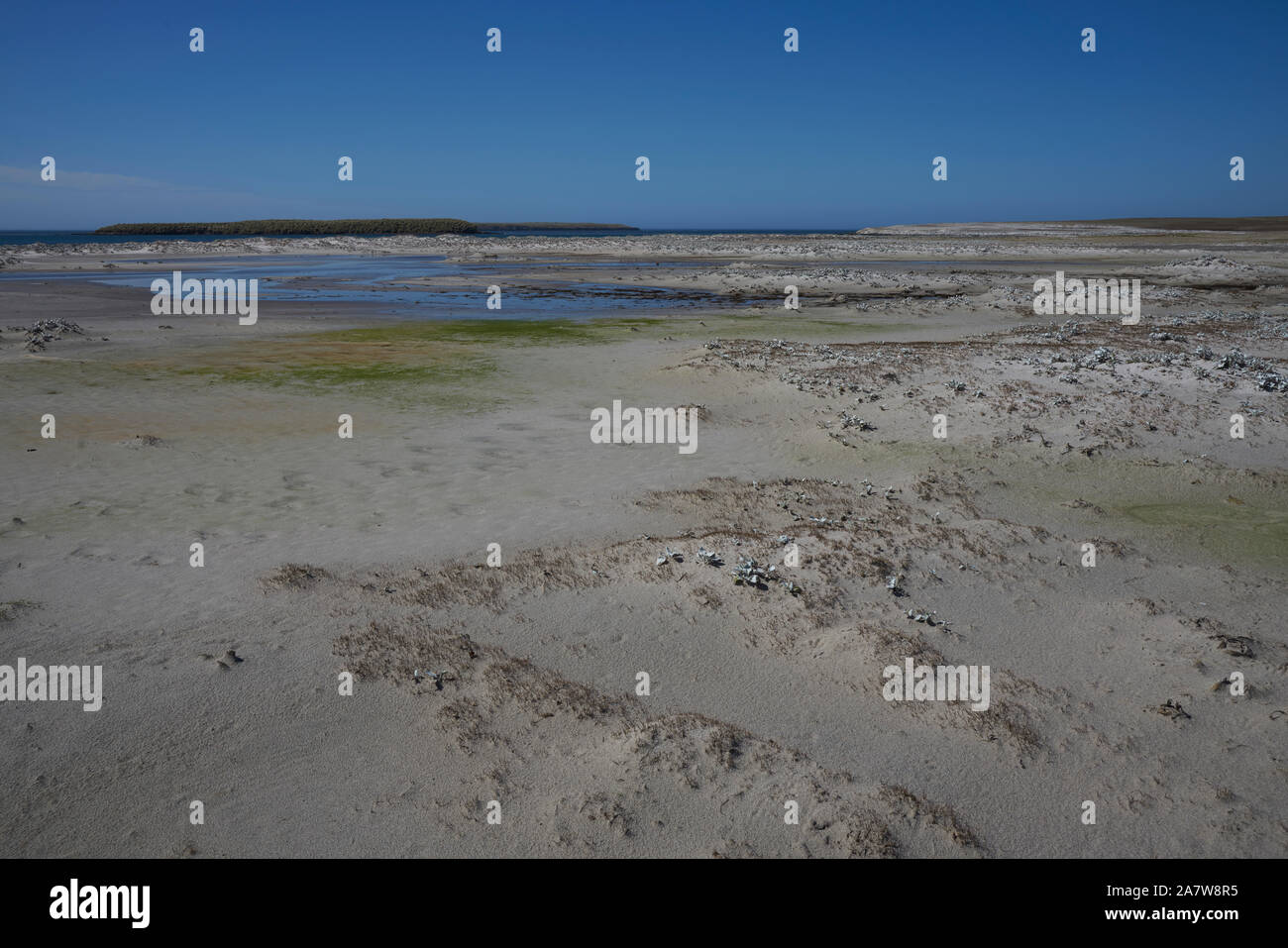 Coastal landscape of Bleaker Island in the Falkland Islands Stock Photo ...