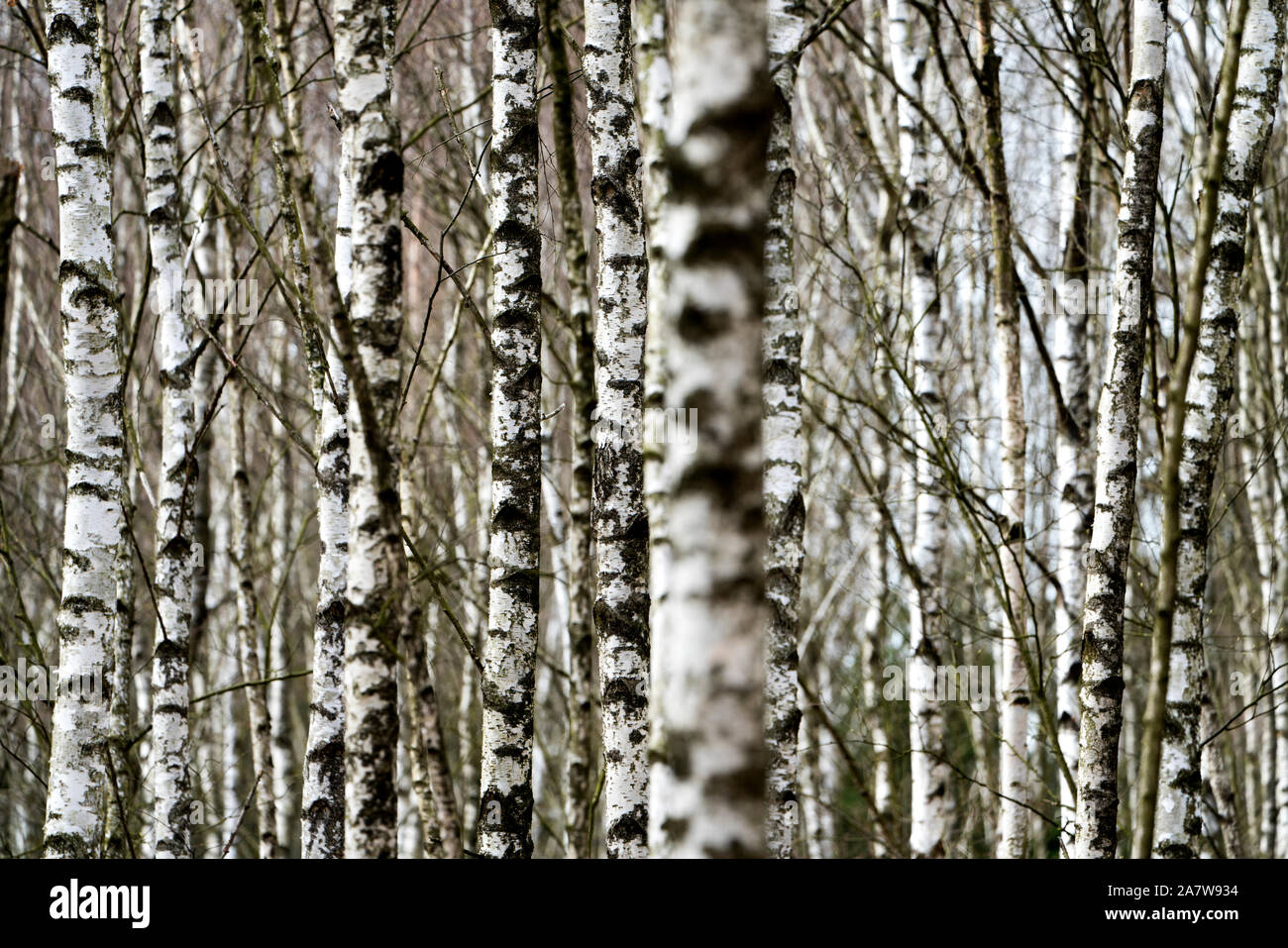 Birch forest as a natural burial grave site, Hofgeismar, Weser Uplands ...
