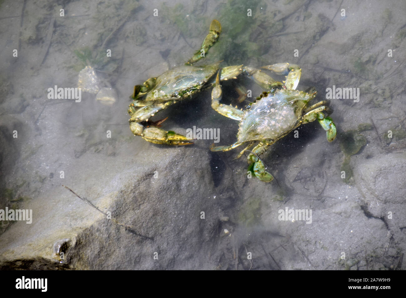 tourist island greece ionian korfu Stock Photo - Alamy