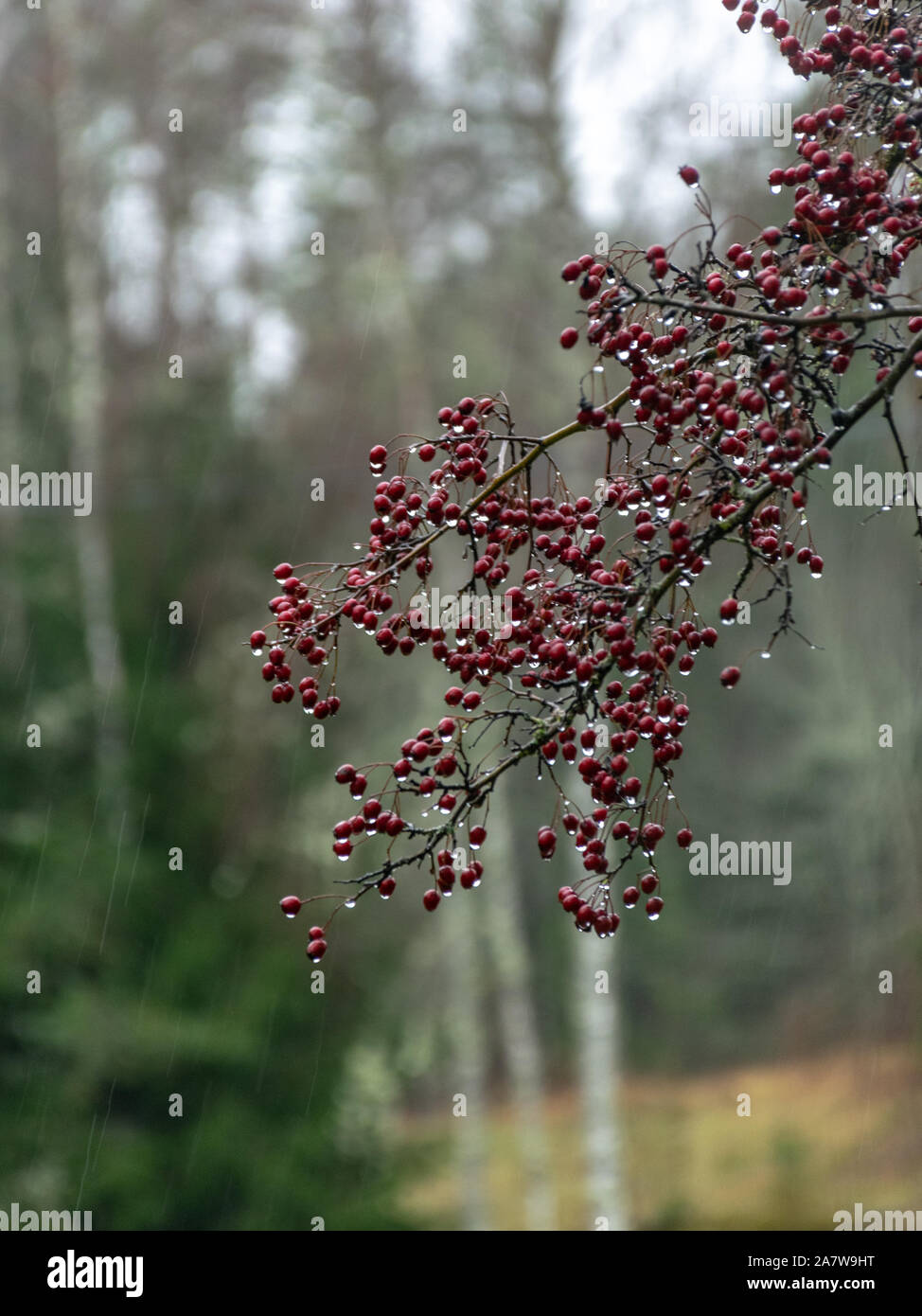 blurred background, picture of wild apple tree with small bright red ...
