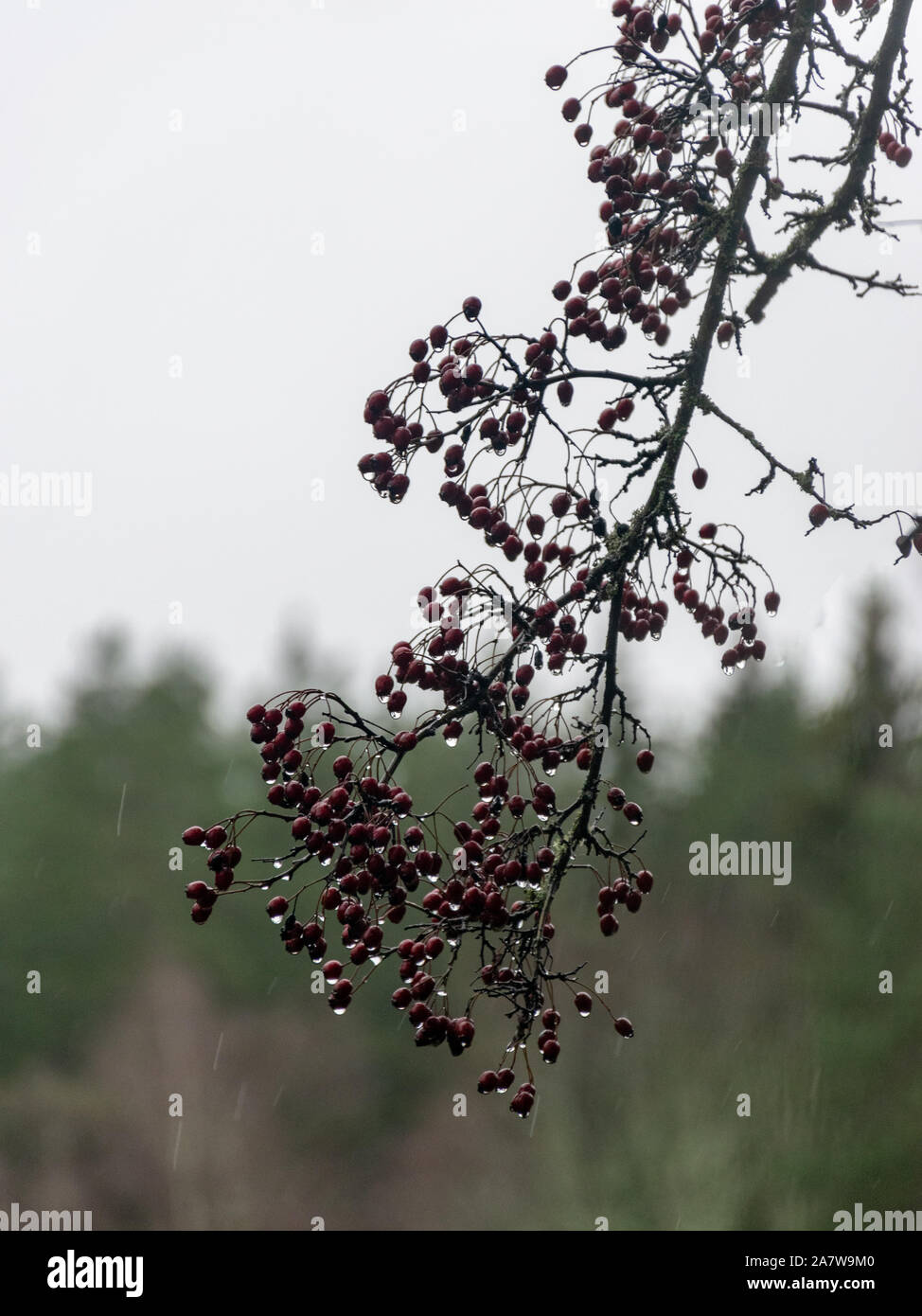 blurred background, picture of wild apple tree with small bright red ...