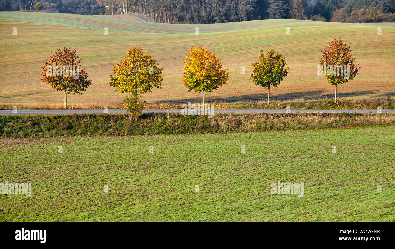 Five trees hi-res stock photography and images - Alamy