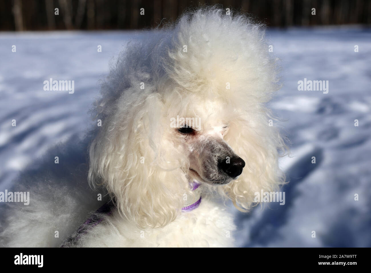 Closeup of a fluffy white miniature poodle photographed during winter ...