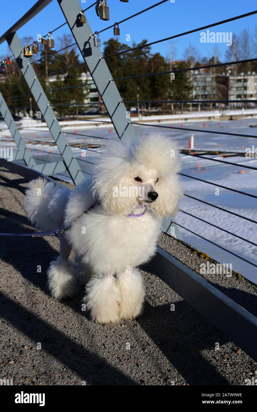 Closeup of a fluffy white miniature poodle photographed during winter ...