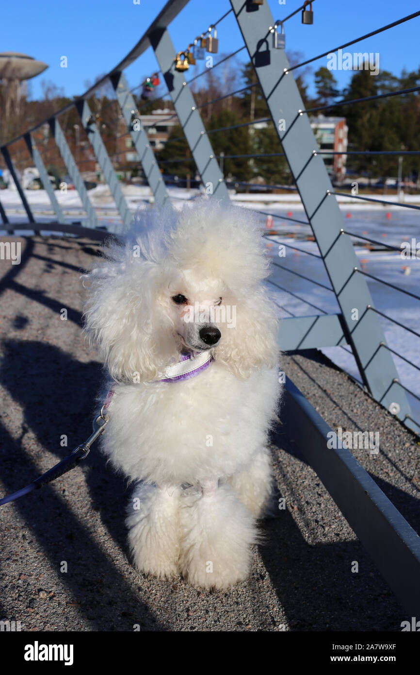 Closeup of a fluffy white miniature poodle photographed during winter ...