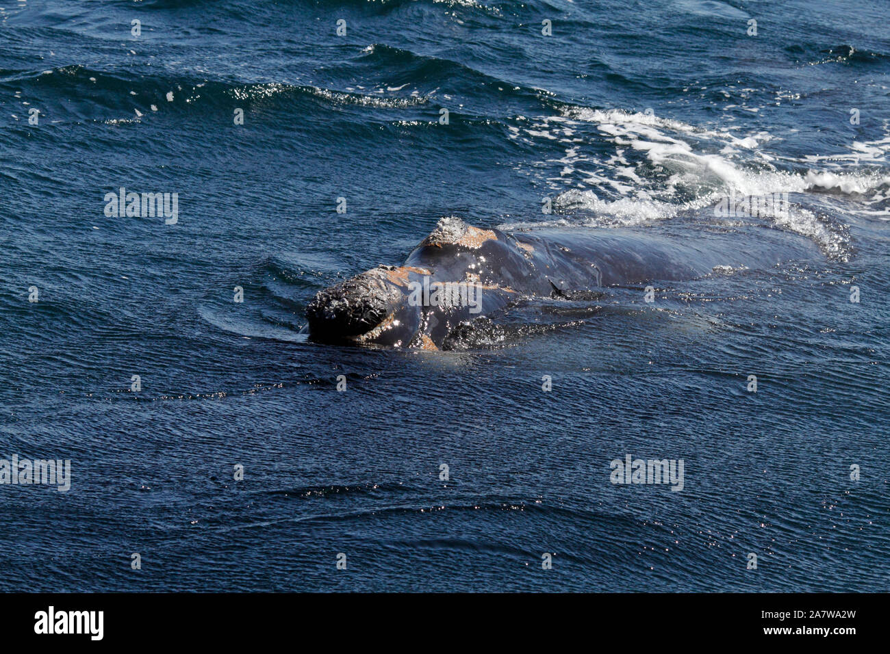 Snout Of Whale High Resolution Stock Photography and Images - Alamy