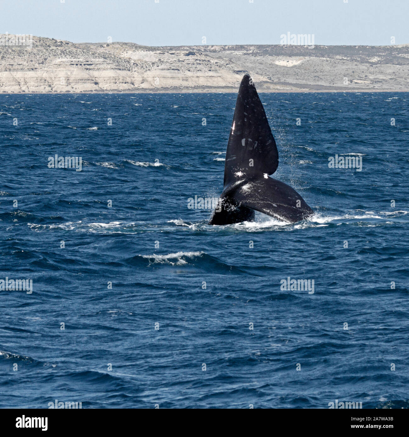 Whale snout hi-res stock photography and images - Alamy