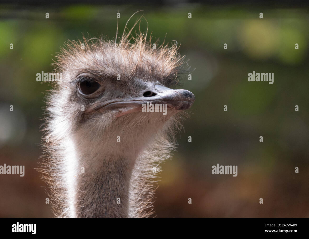 Ostrich close-up in the looks cautiously around Stock Photo - Alamy