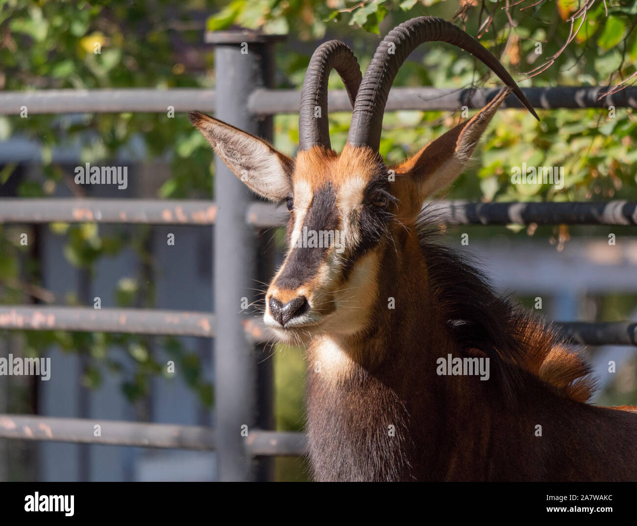 Africa antelope ears sable antelope hi-res stock photography and images ...