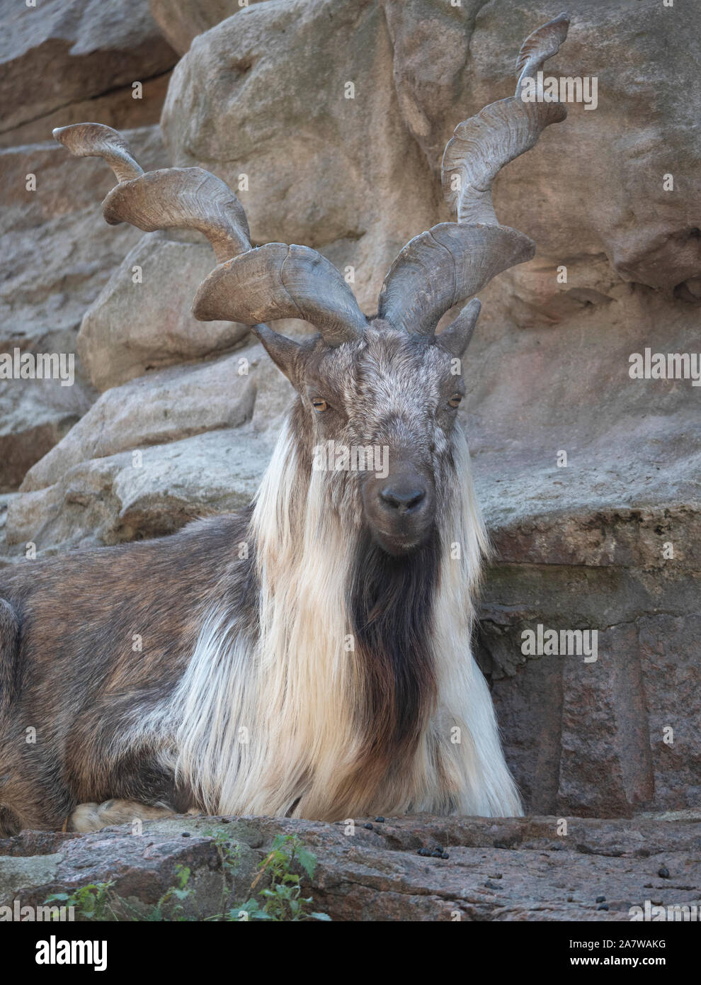 Helical horns hi-res stock photography and images - Alamy