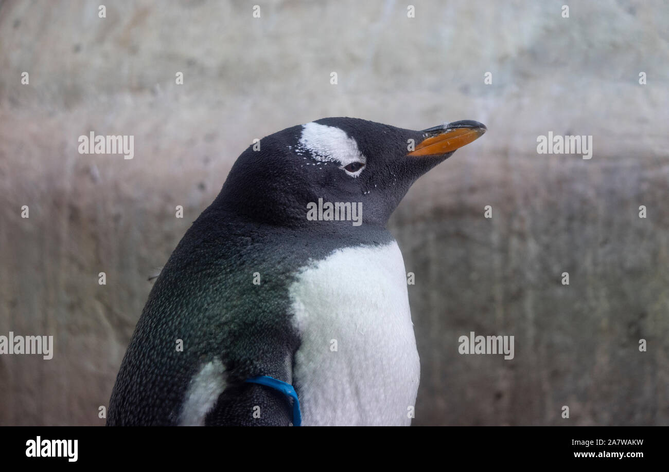 A beautiful penguin stands sideways in the sun, portrait Stock Photo ...