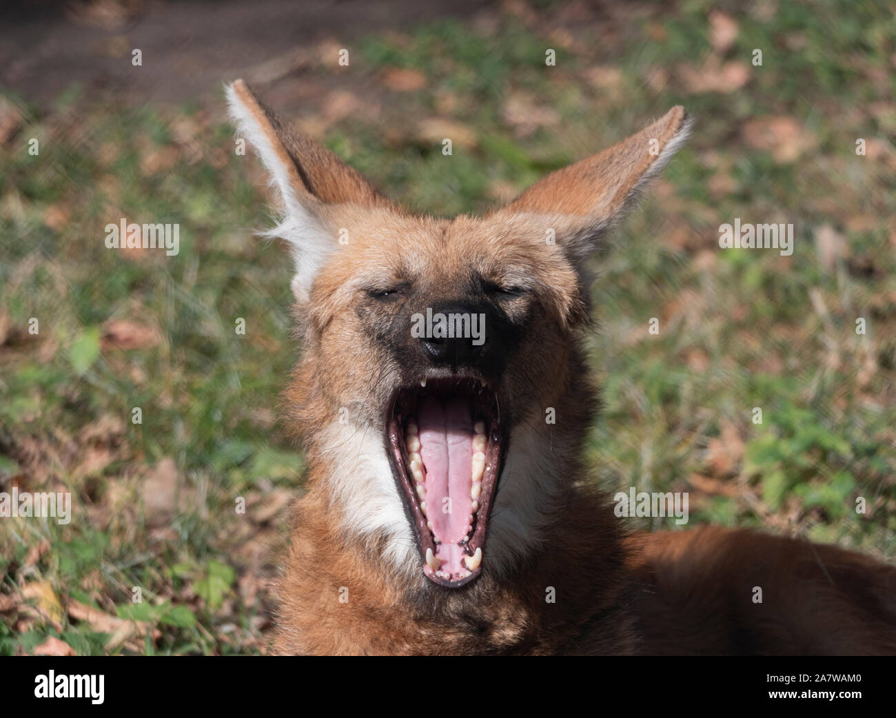 Red maned wolf in the captive animal portrait Stock Photo - Alamy
