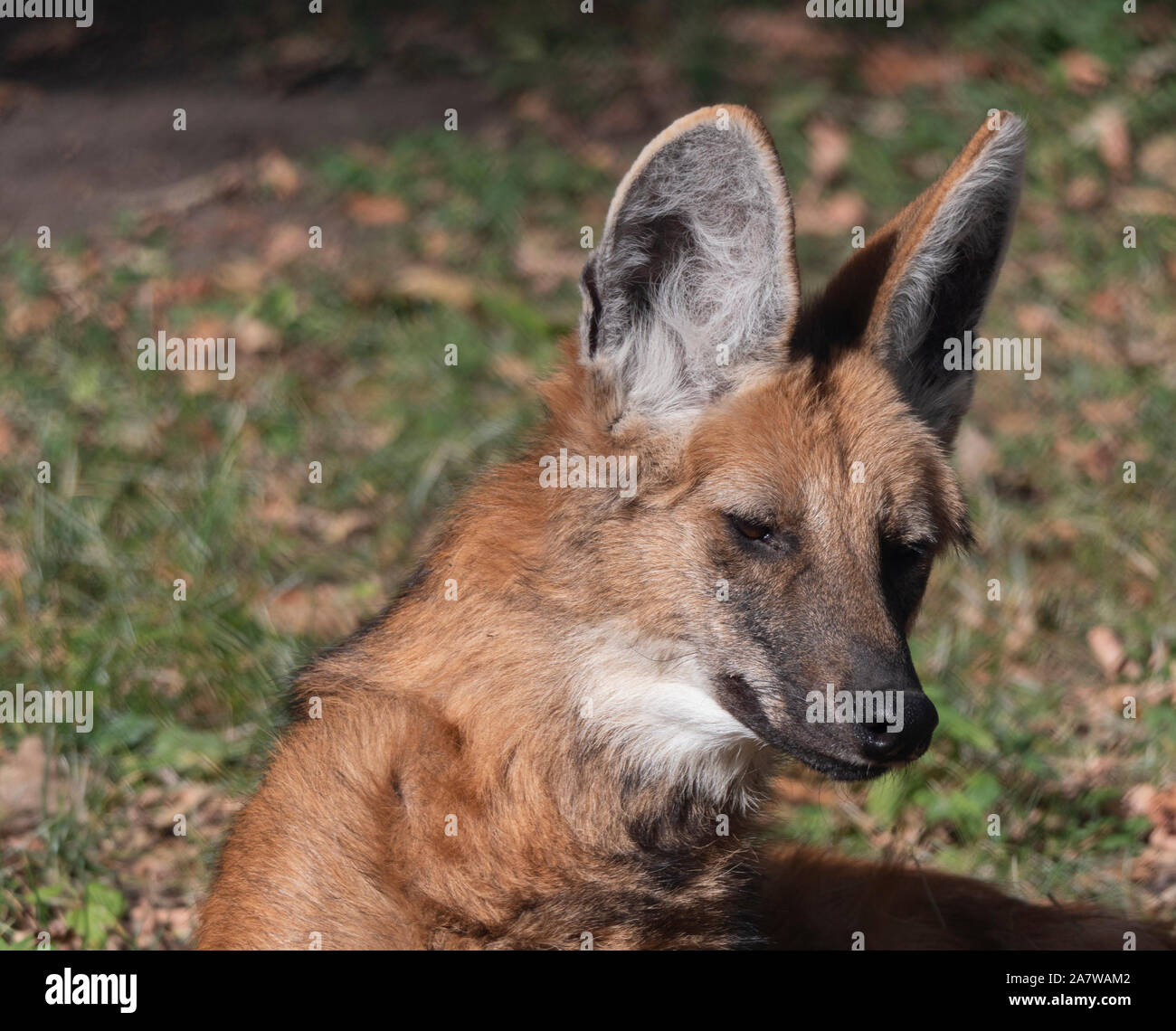 Red maned wolf hi-res stock photography and images - Alamy