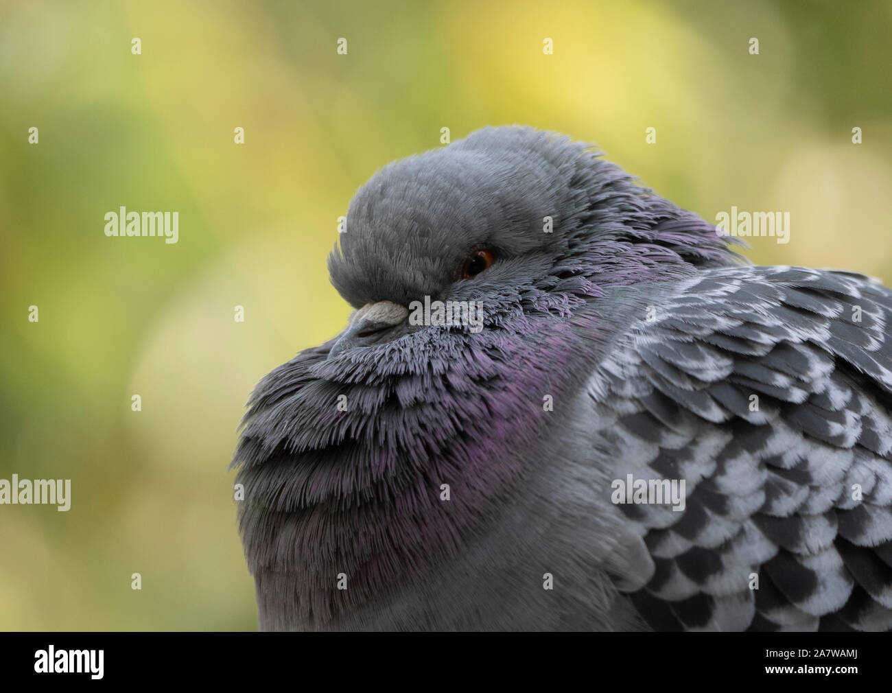 Carrier pigeon camera hi-res stock photography and images - Alamy