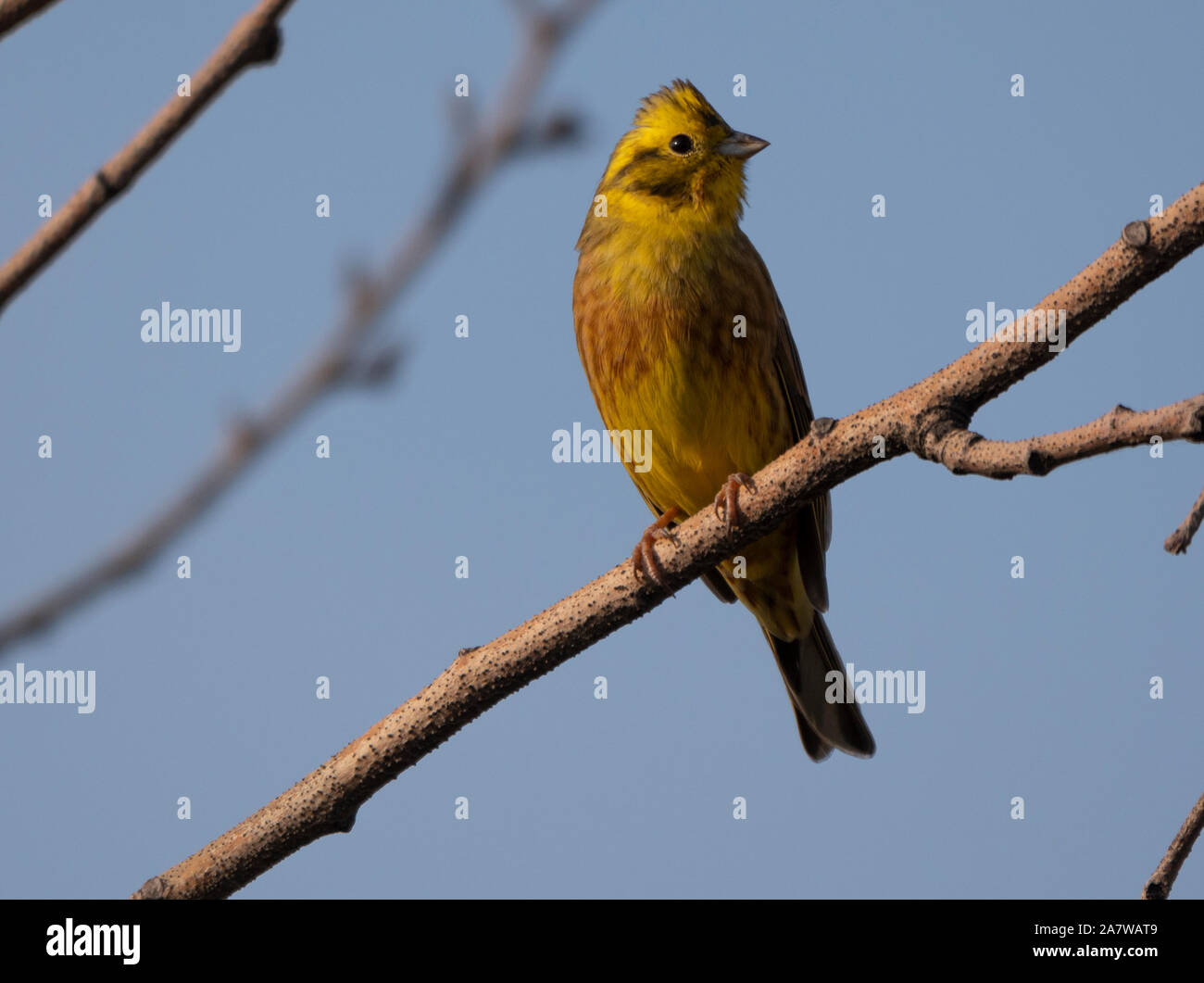 Birds near Moscow, yellow oatmeal on a tree branch Stock Photo - Alamy