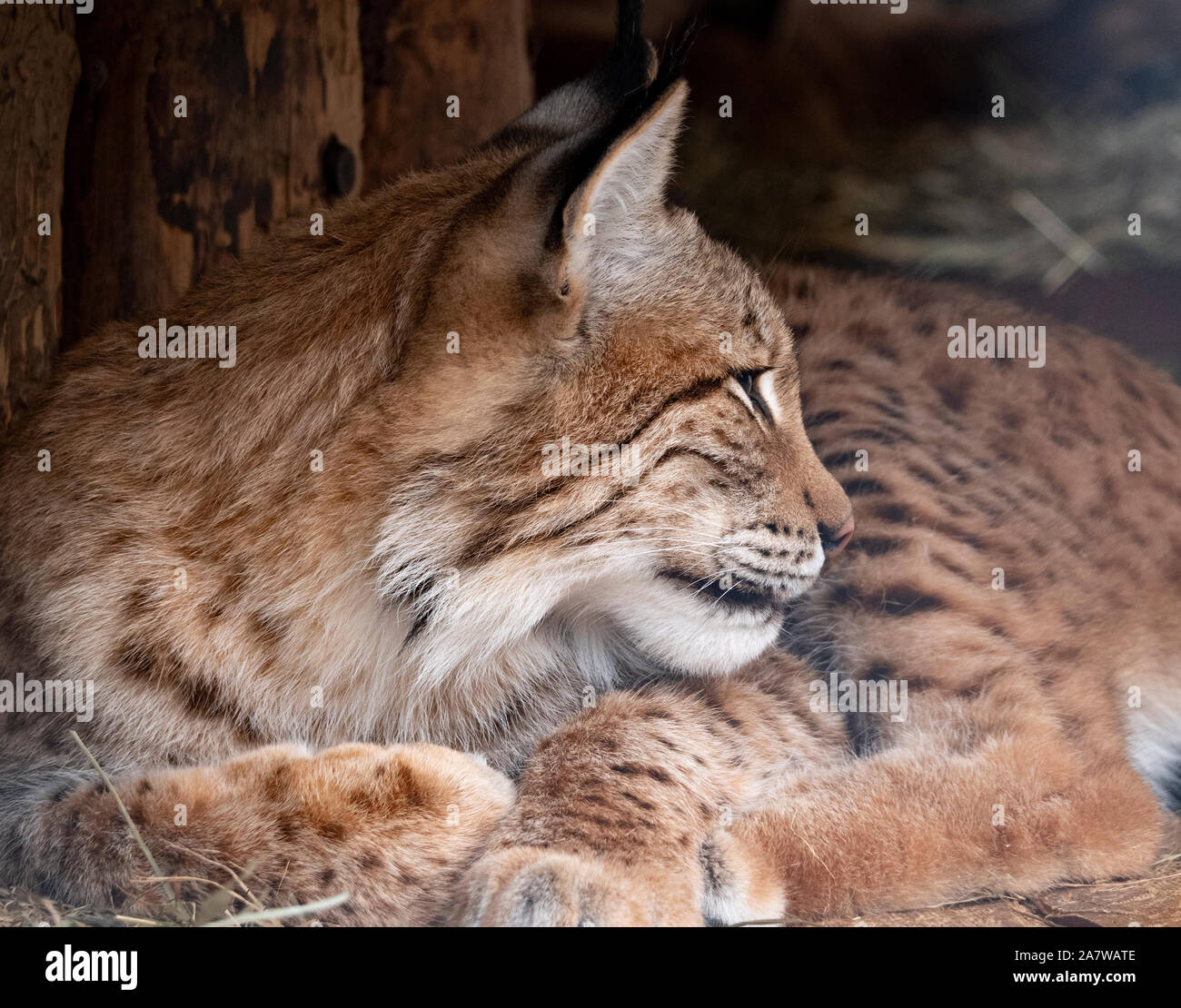 Lynx looks with predatory eyes from the shelter Stock Photo - Alamy