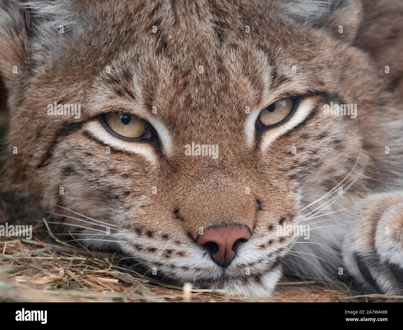 Lynx looks with predatory eyes from the shelter Stock Photo - Alamy