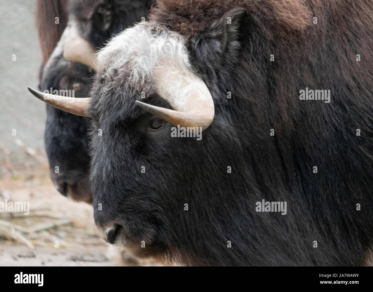 Taro Buffalo eat fresh green tree branches Stock Photo - Alamy