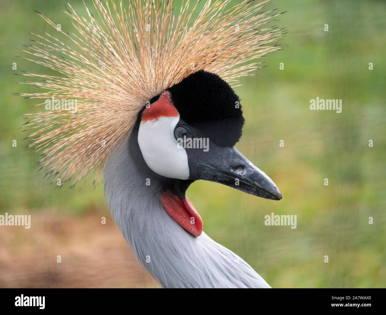 eautiful bird, Grey Crowned Crane with blue eye and red wattle Stock ...