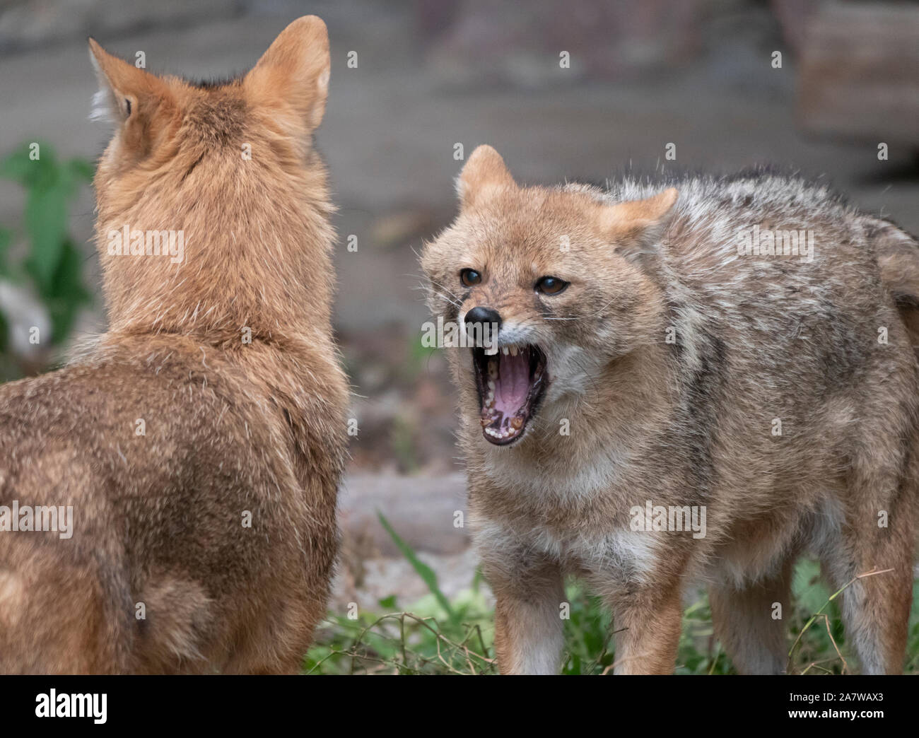 Golden jackal in nature tracks down prey, portrait Stock Photo - Alamy