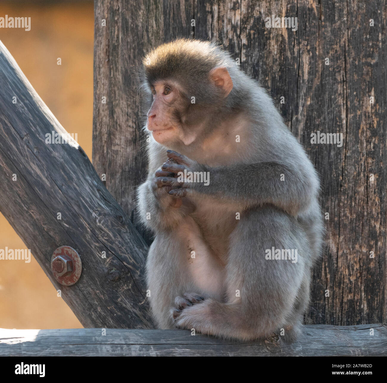 Portrait of a japanese macaque snow monkey Stock Photo - Alamy
