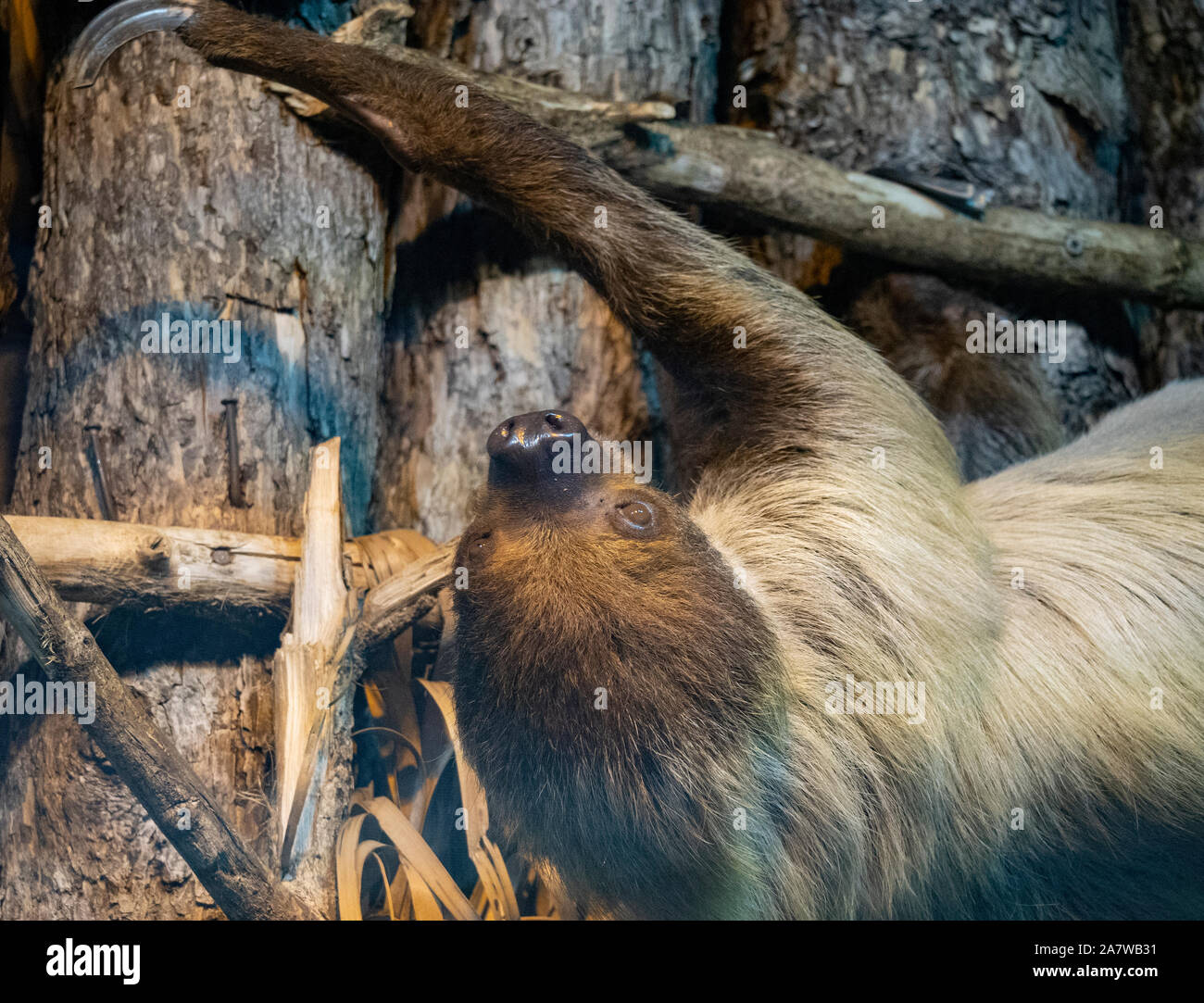 Sloth hanging upside down on a tree branch Stock Photo - Alamy