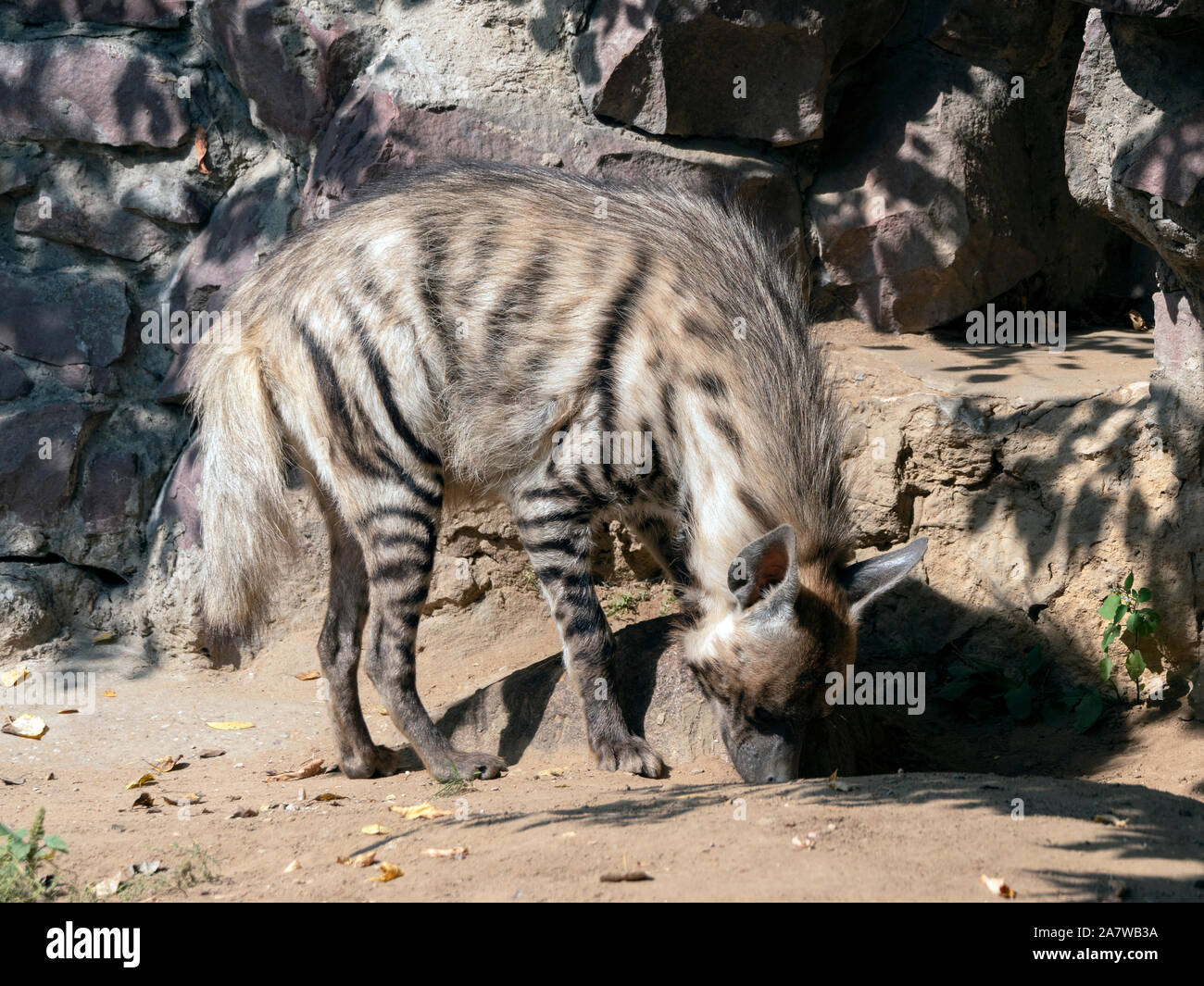 Portrait of a spotted hyena in the shade of trees Stock Photo - Alamy