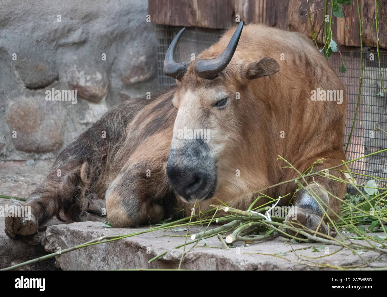 Taro Buffalo eat fresh green tree branches Stock Photo - Alamy