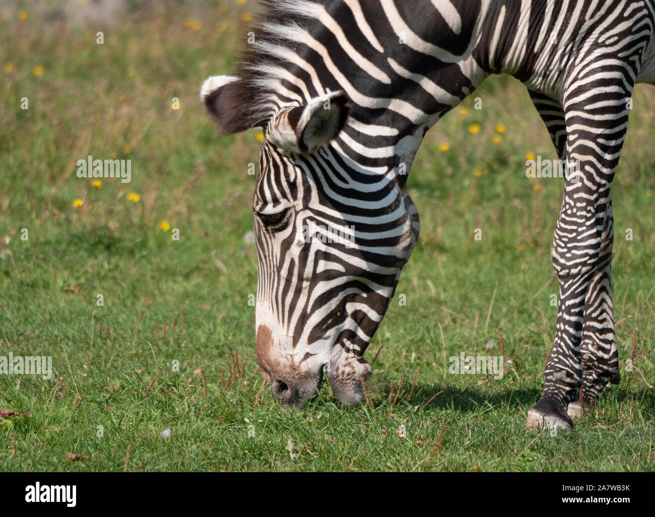 African beautiful zebra eating fresh green grass Stock Photo - Alamy