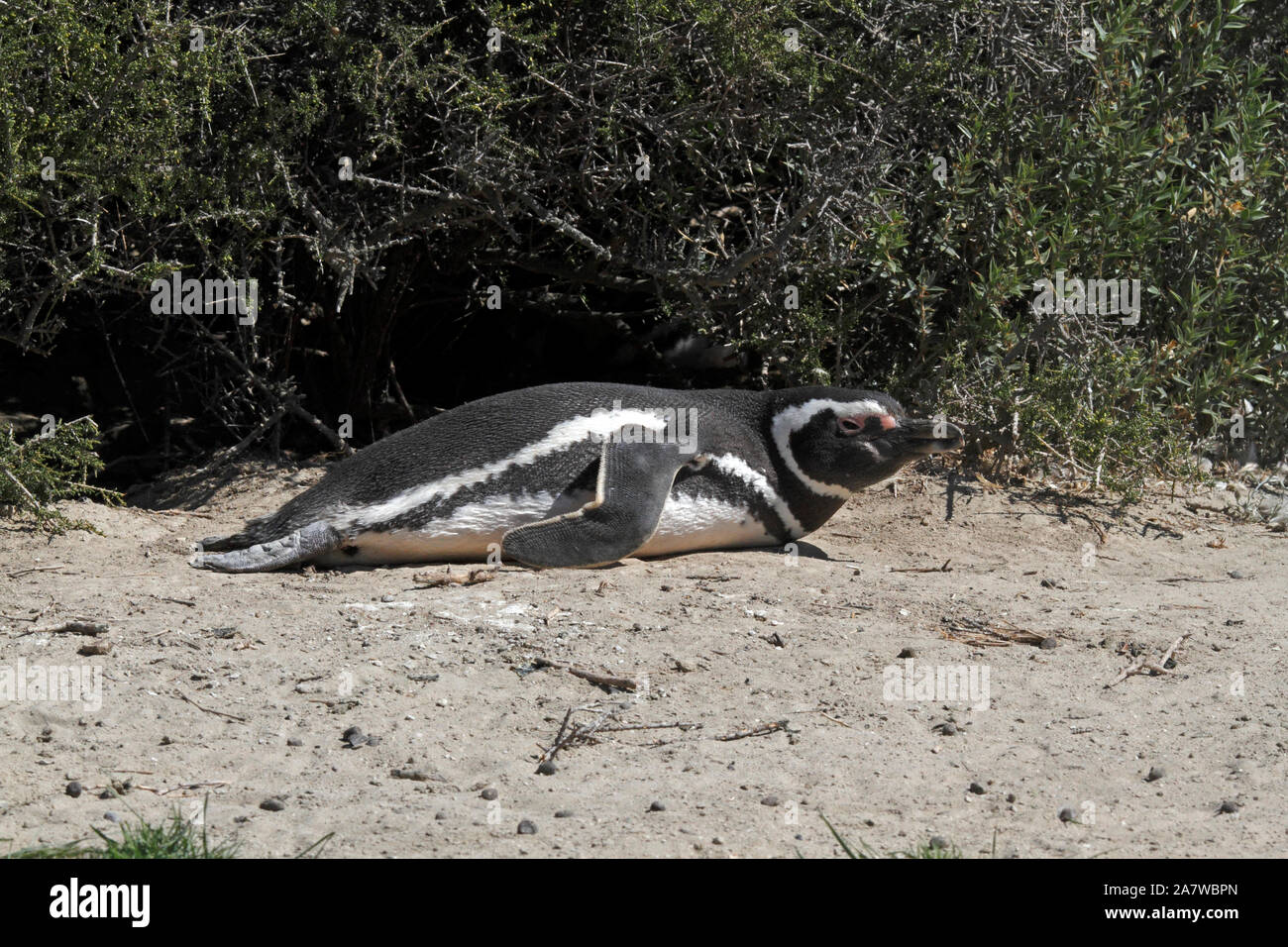 Penguin camouflage hi-res stock photography and images - Alamy
