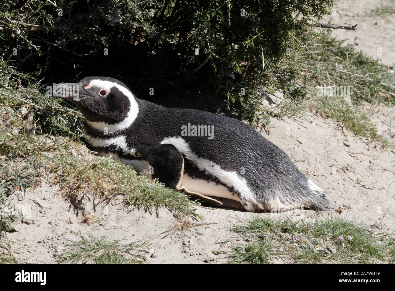Magellanic Penguin In front of a nest site beneath the scrubby plants ...