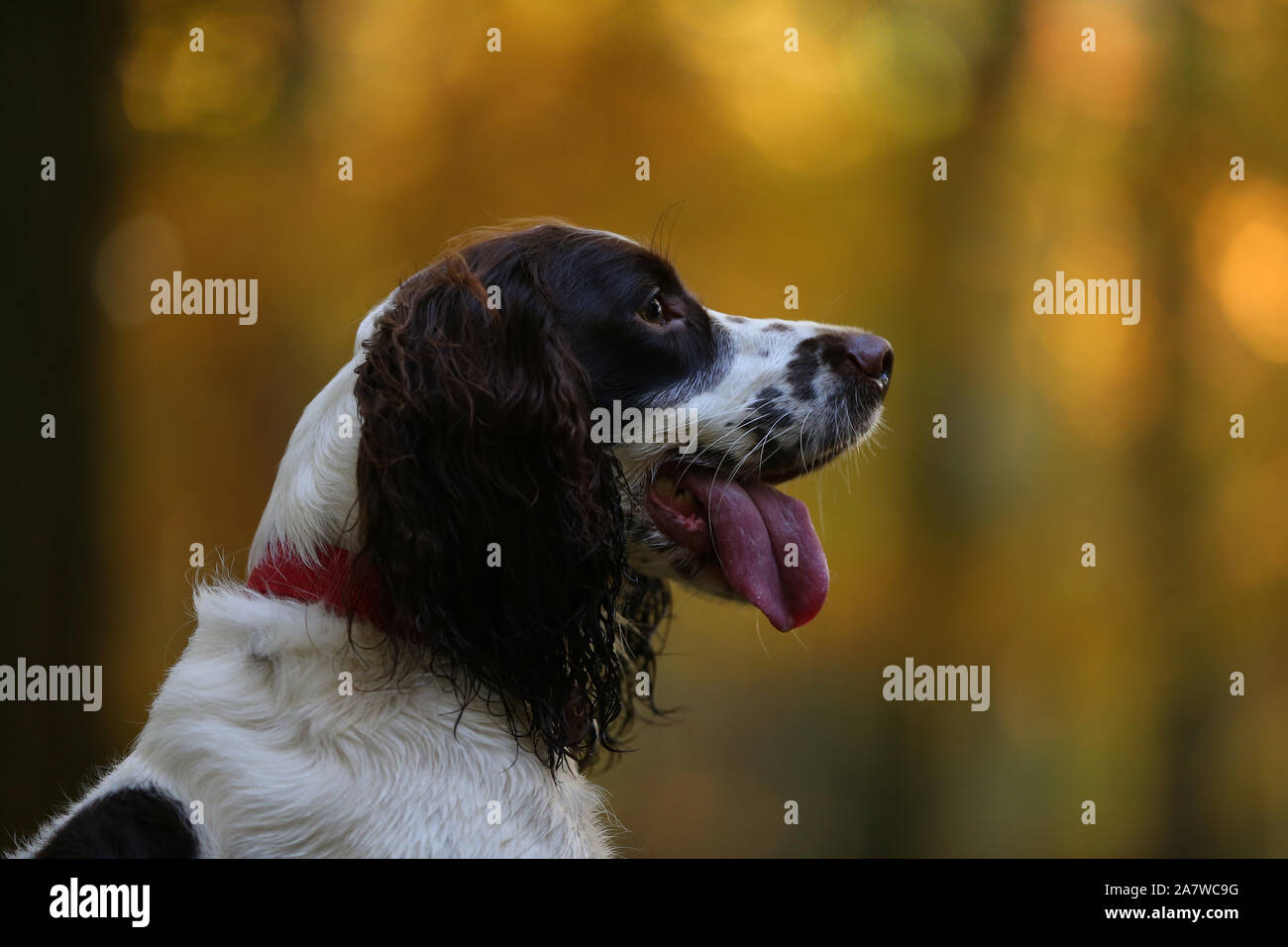 English springer spaniel fall hi-res stock photography and images - Alamy