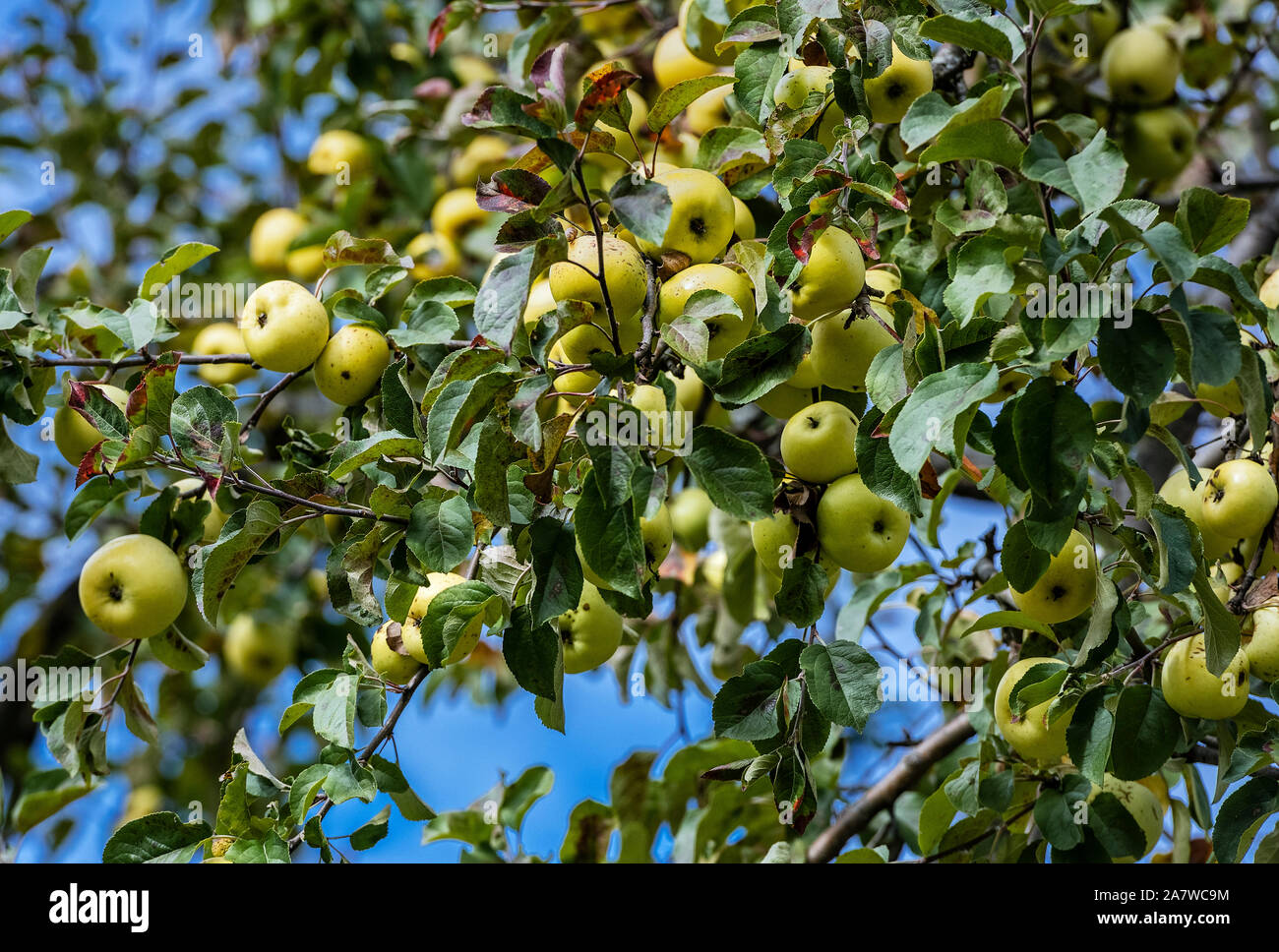 Apples orchard hi-res stock photography and images - Alamy
