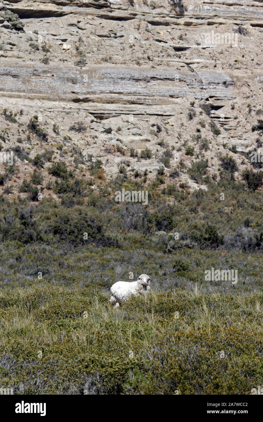 Merino Meat Sheep High Resolution Stock Photography and Images - Alamy