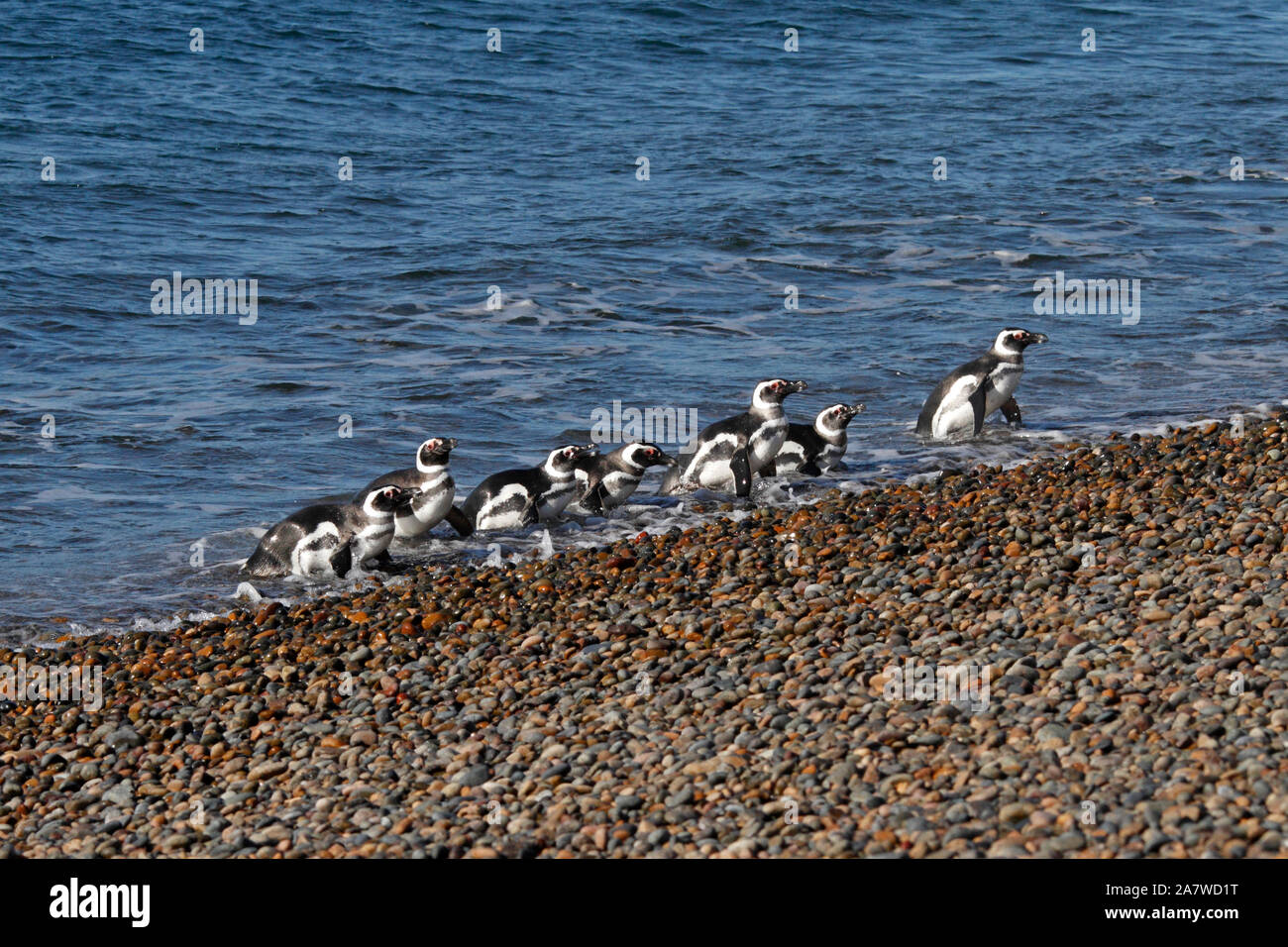 A line of magellanic penguins walking up a pebble beach at El Pedral ...