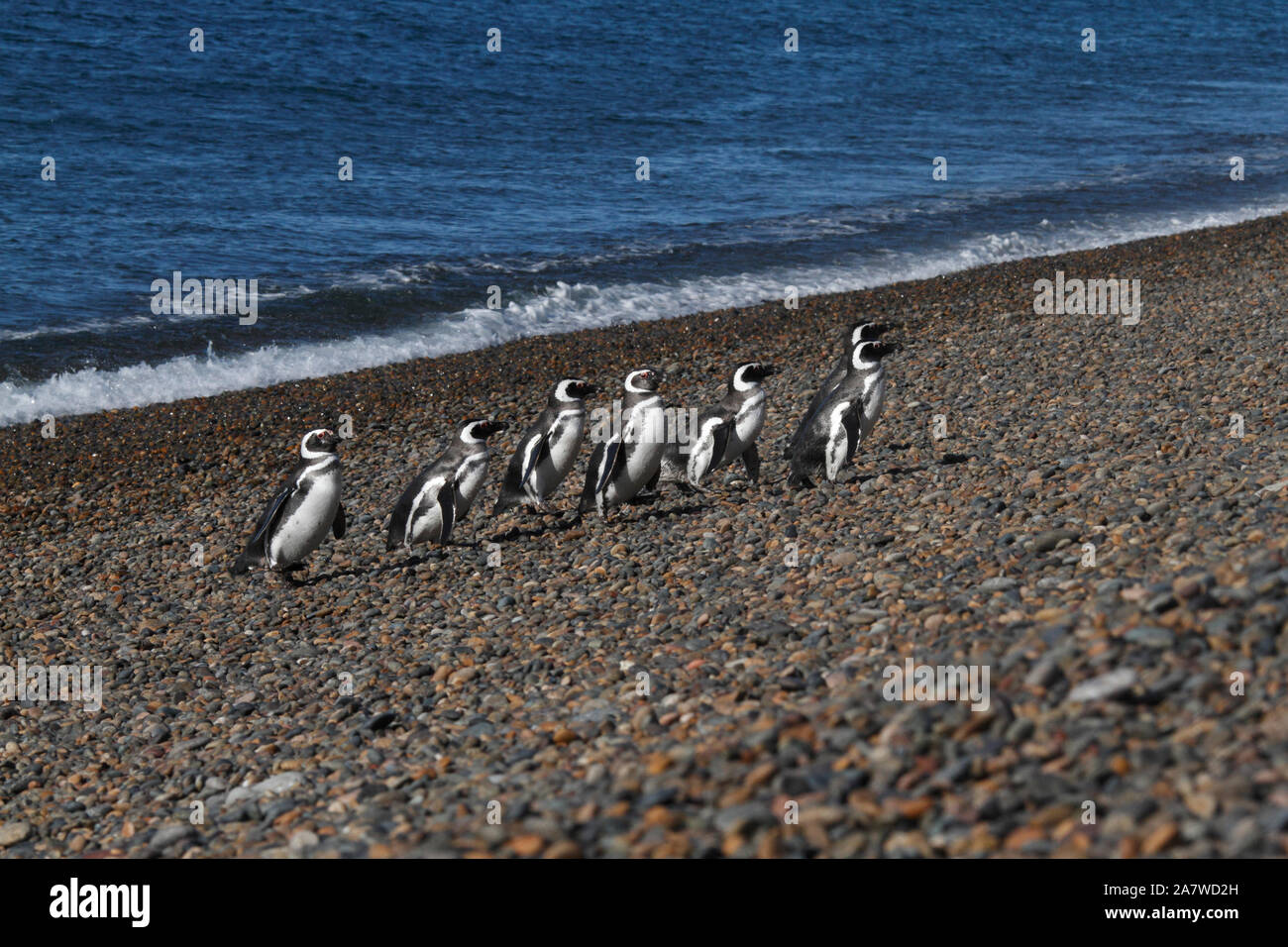 A line of magellanic penguins walking up a pebble beach at El Pedral ...