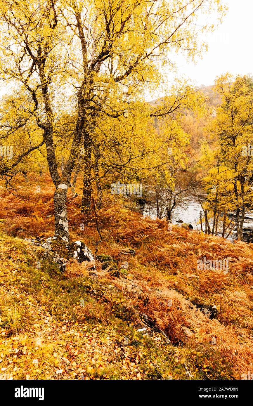 Autumn in Glen Strathfarrar in the Scottish Highlands. Golden ferns and ...