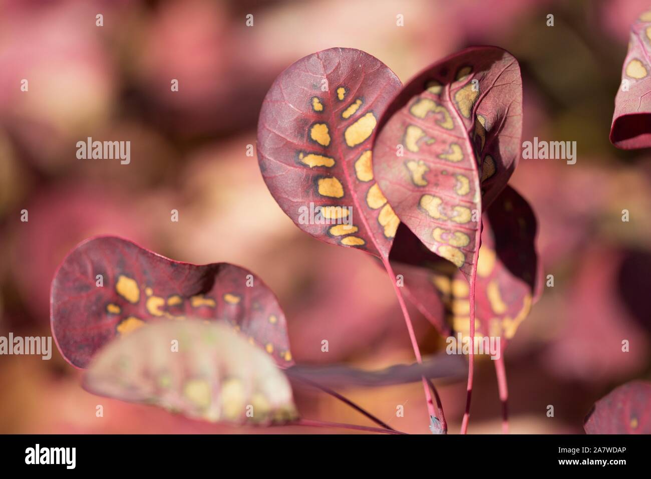 Cotinus coggygria 'Velvet Cloak' (Smokebush) leaves in autumn Stock ...