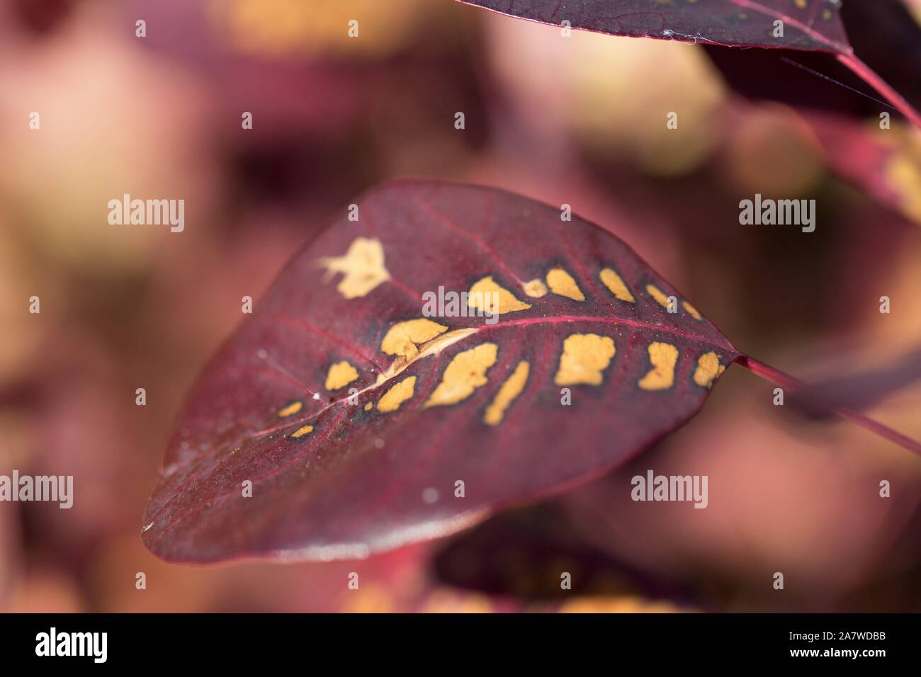 Cotinus coggygria 'Velvet Cloak' (Smokebush) leaves in autumn Stock ...