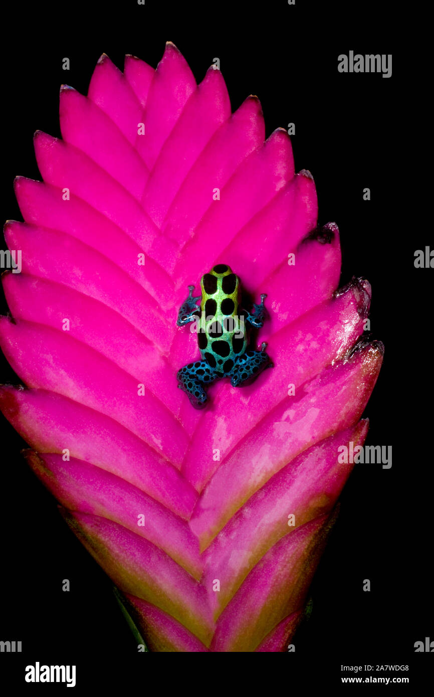 Variable dart frog Stock Photo - Alamy