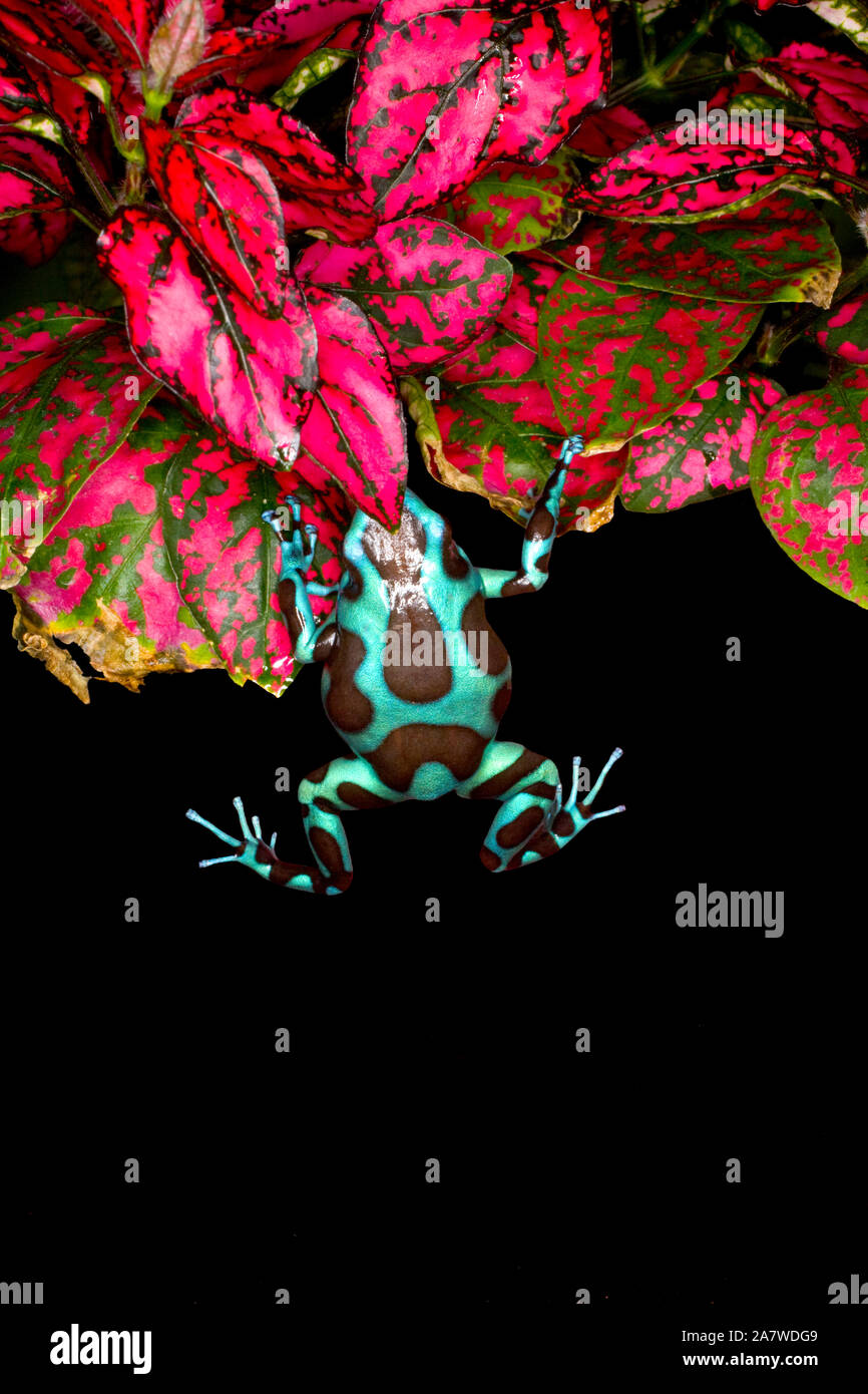 Variable dart frog Stock Photo - Alamy