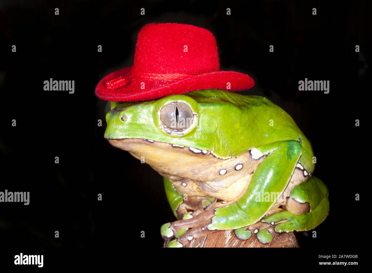 Variable dart frog Stock Photo - Alamy