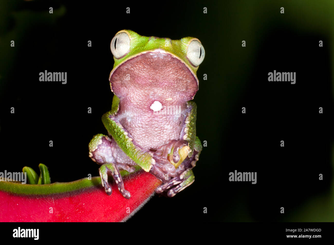 Variable dart frog Stock Photo - Alamy